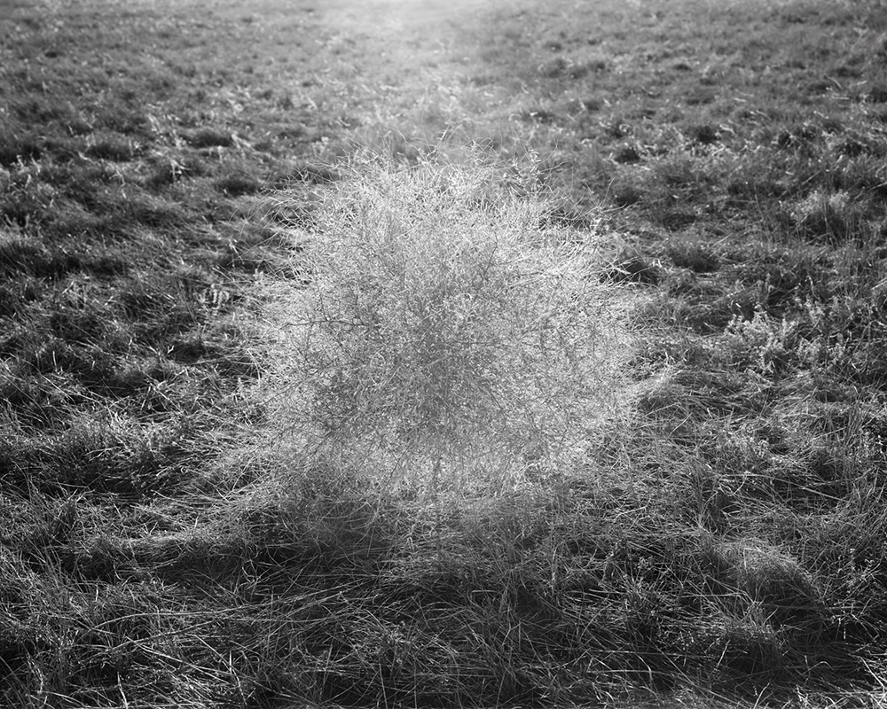 William Wylie of Blitz Gallery